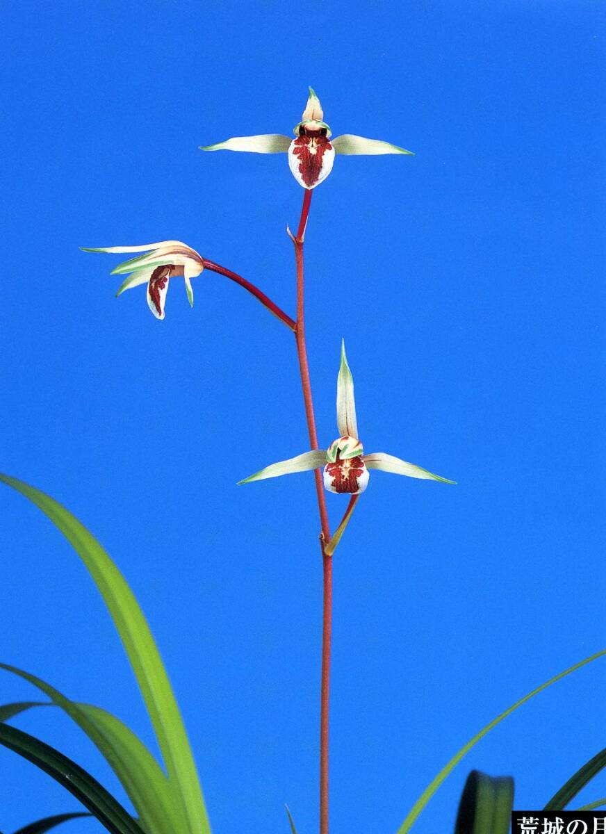 Yahoo!オークション - 寒蘭 （清流）あー72