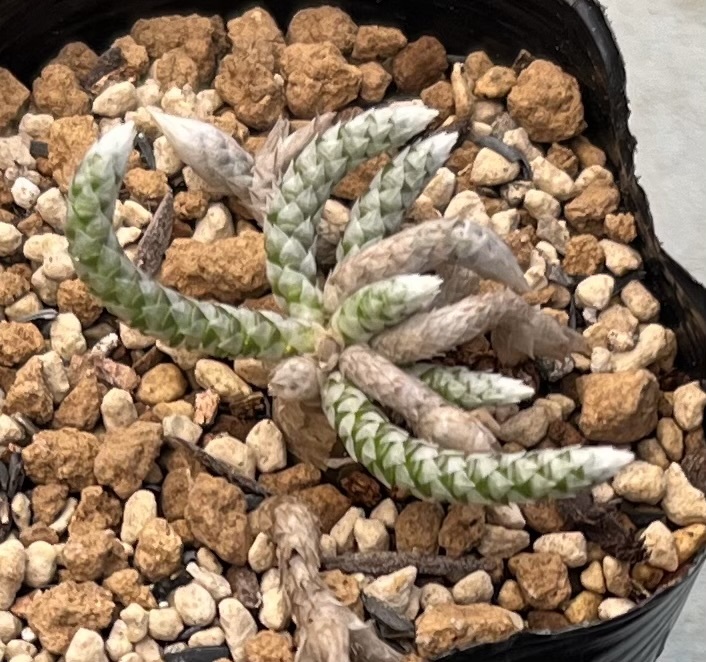 Yahoo!オークション - アボニア Avonia dinteri Namibia 40 km N.of Om...