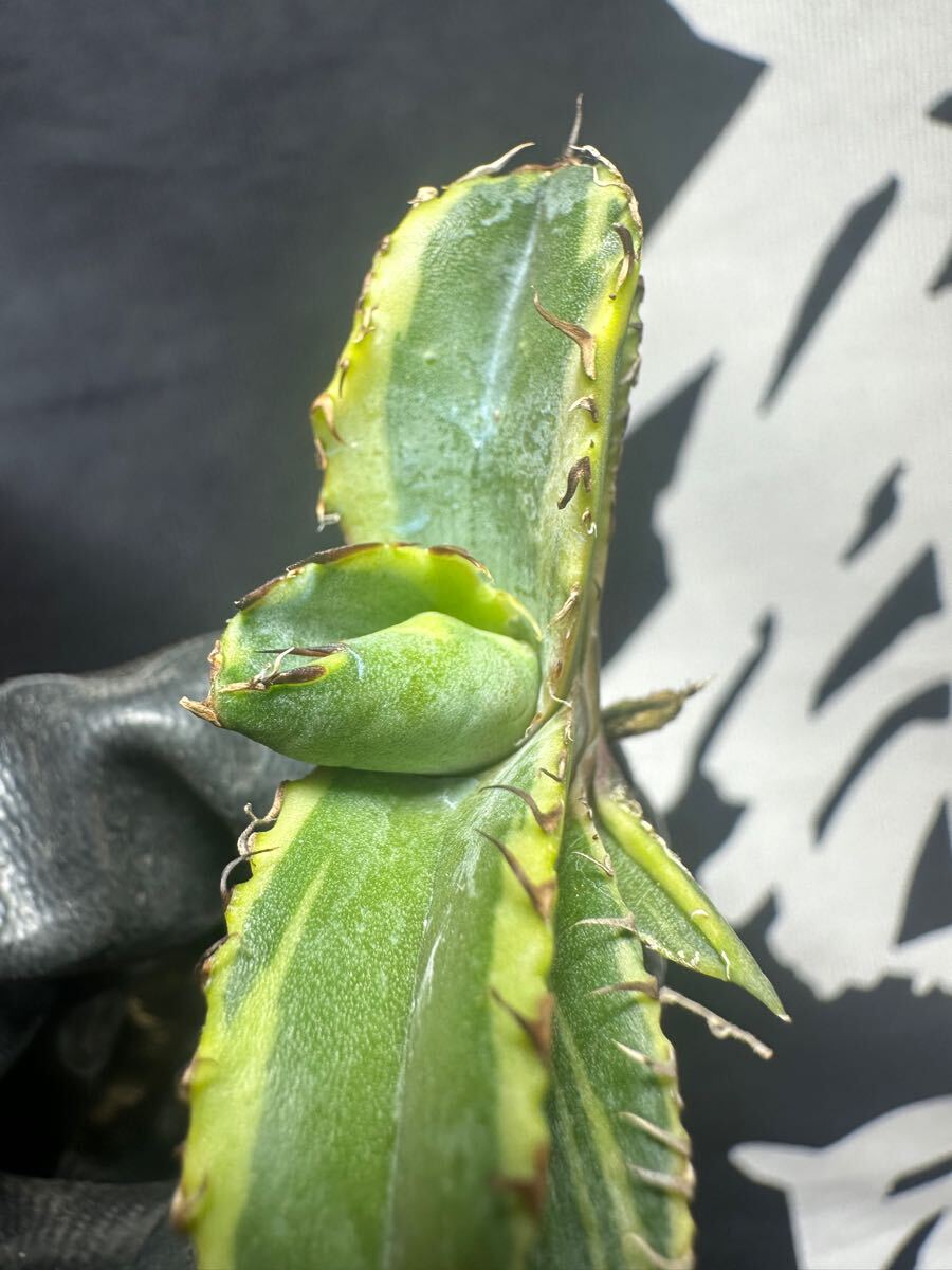 Yahoo!オークション - 【馭龍閣】 Y18 特選 アガベ 多肉植物 チタノタ ...