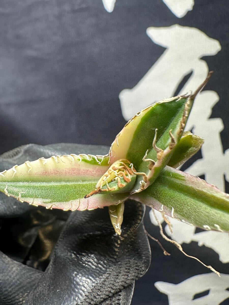 Yahoo!オークション - 【馭龍閣】 Y36多肉植物アガベ チタノタ 凱撒白...