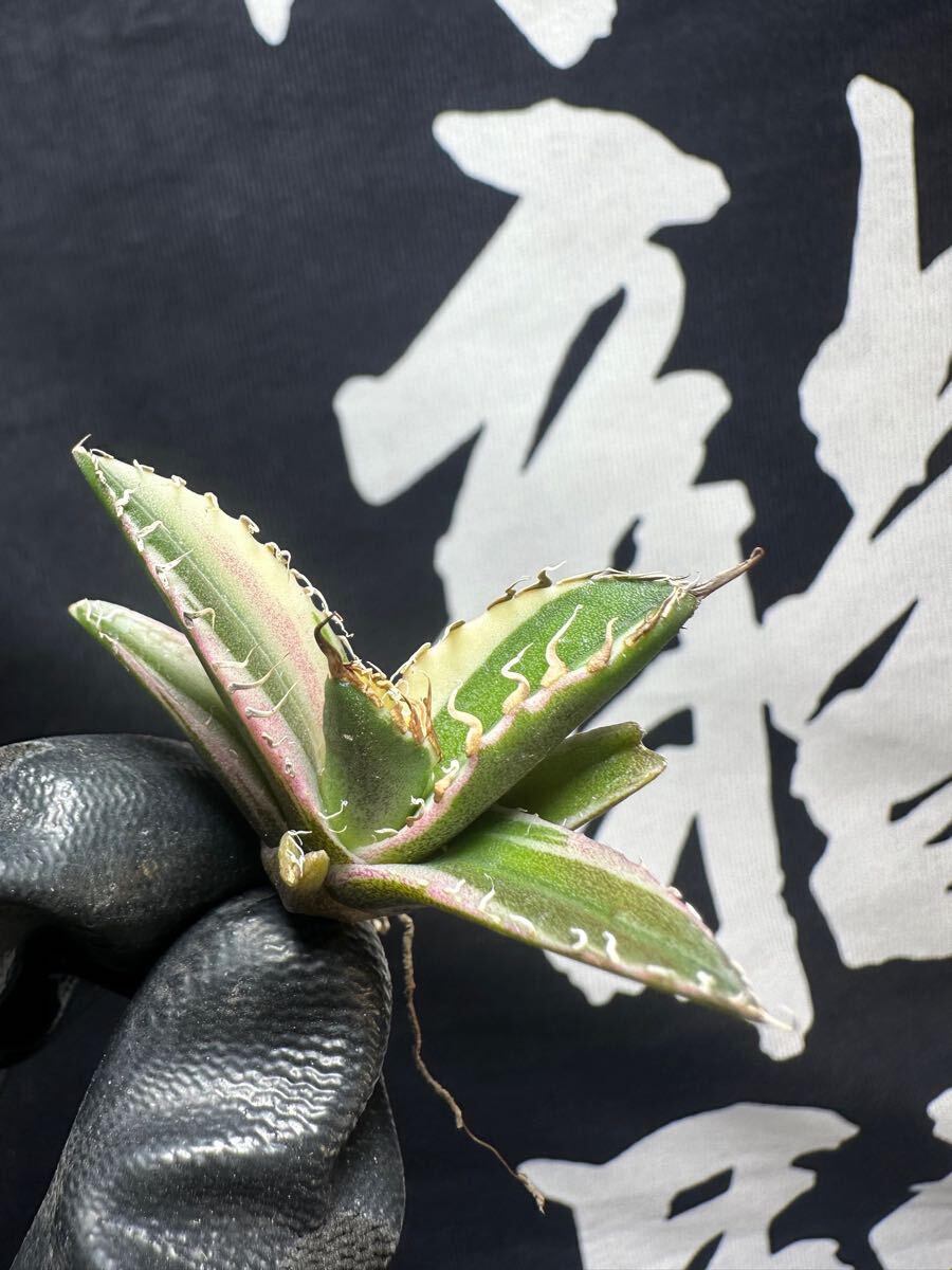 Yahoo!オークション - 【馭龍閣】 Y36多肉植物アガベ チタノタ 凱撒白...