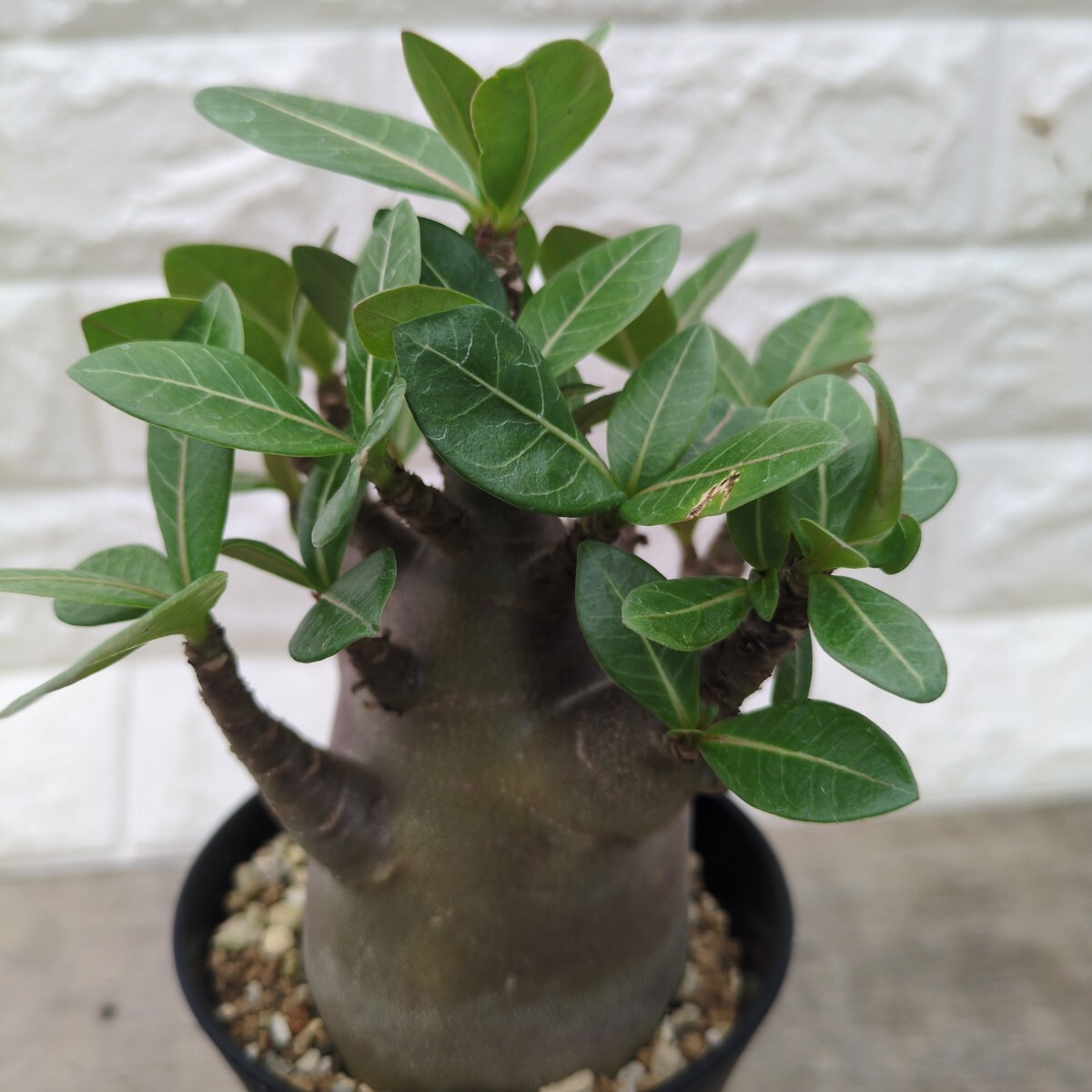 Yahoo!オークション - a95 アデニウム ブラックスキン コーデックス ア...