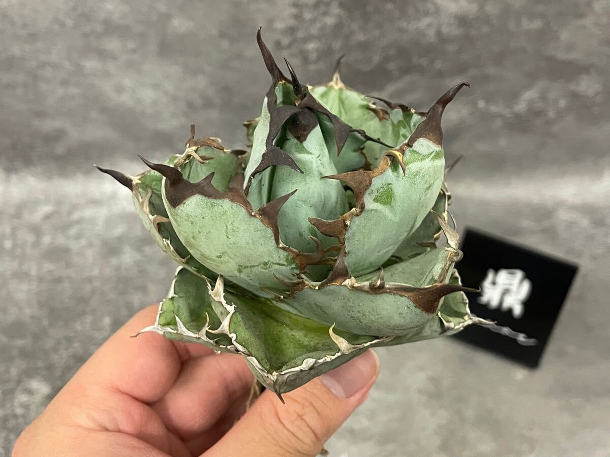 Yahoo!オークション - 36.【kanae】特選 アガベ 【ブラックアンドブル...