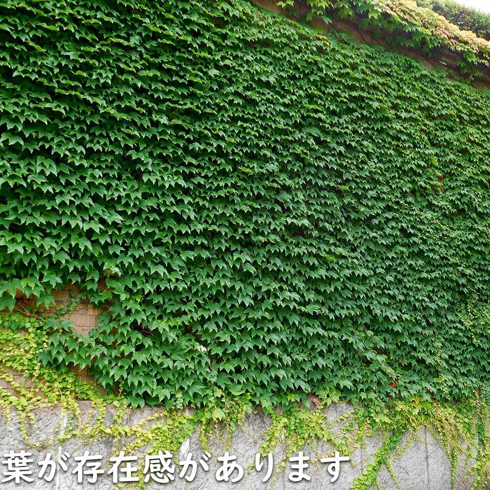 Yahoo!オークション - ナツヅタ 9.0cmポット 苗