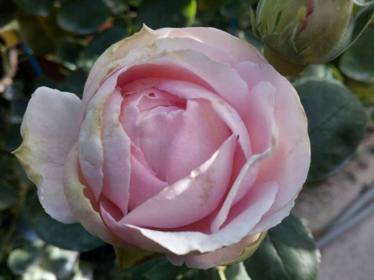 Yahoo!オークション - 超希少・ナンバリングイヴ イヴNo5