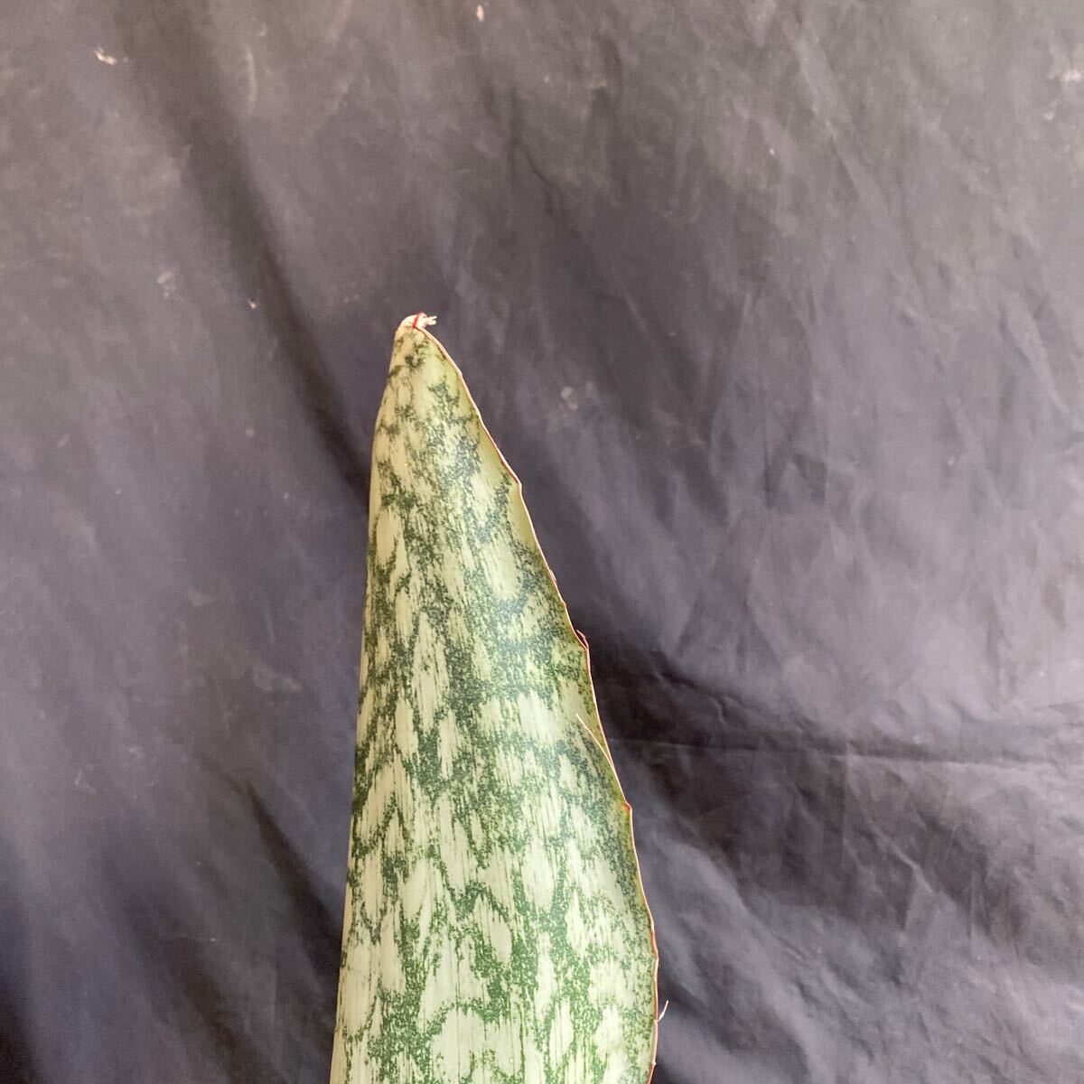 低価格の AUBRYTHIANA Sp サンスベリア ´LURIK´ レアな 超希少種 低価格の AUBRYTHIANA Sp サンスベリア ´LURIK´ レアな 超希少種