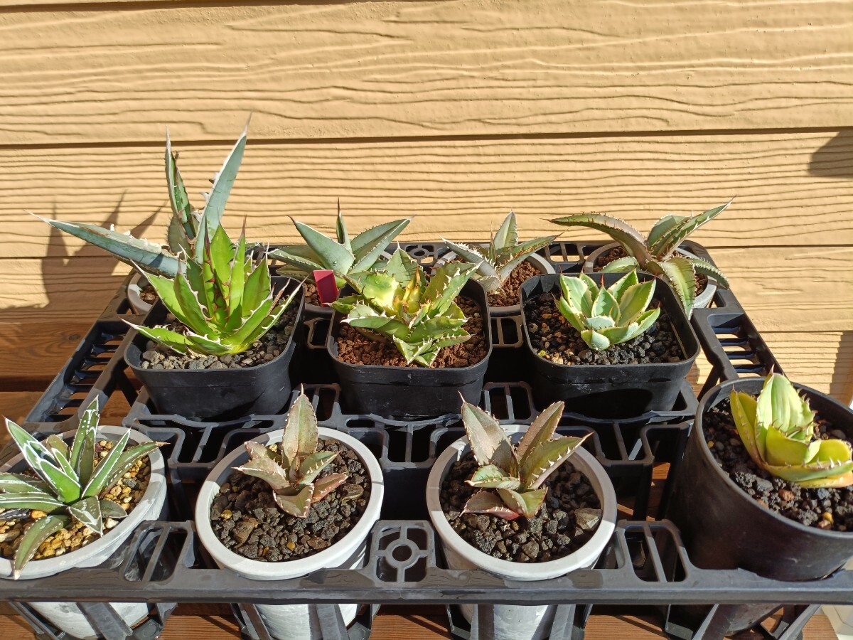 Yahoo!オークション - アガベ セット販売 トレーセット