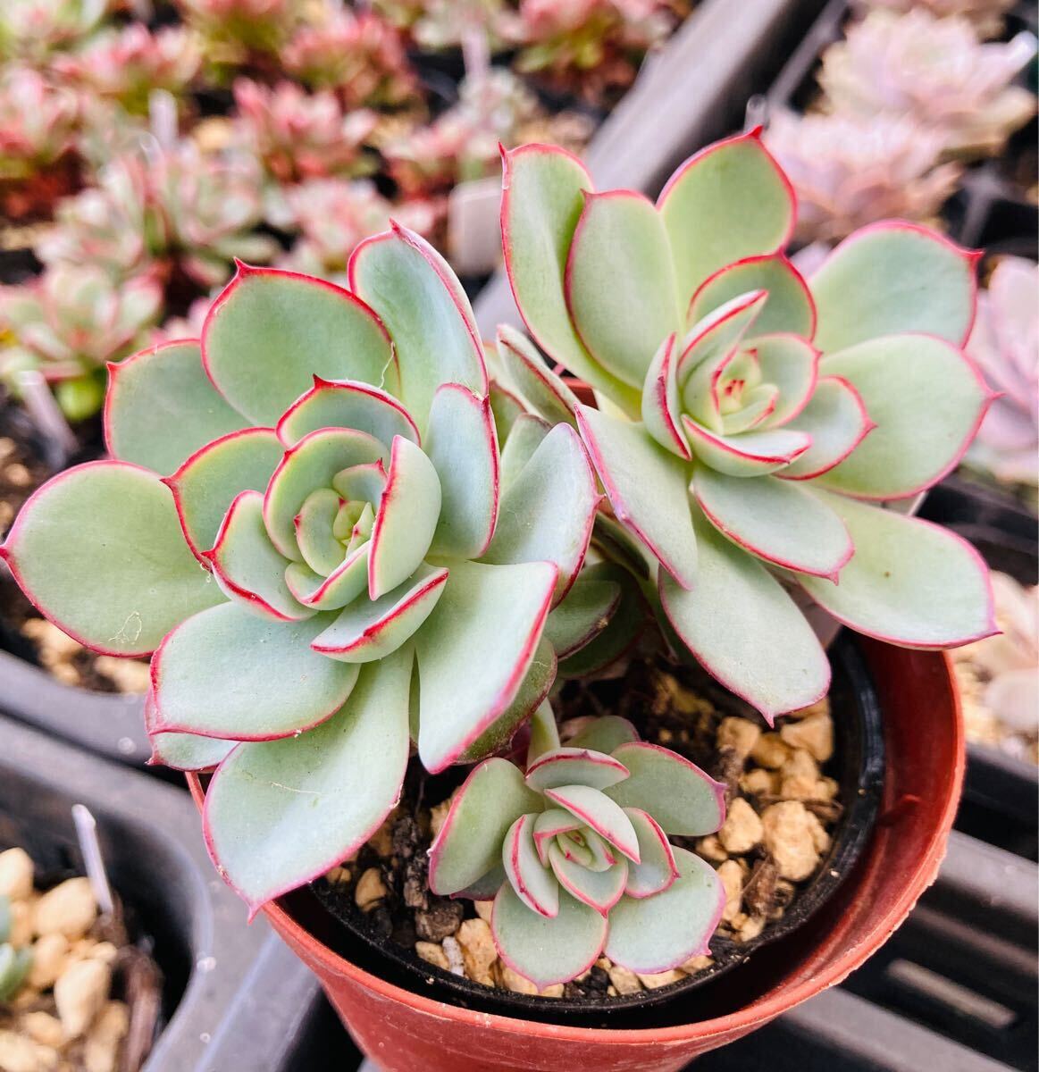 多肉植物 韓国苗 パラメラ 葉挿し 5枚 エッジがクッキリしてきました(サボテン)｜売買されたオークション情報、yahooの商品情報をアーカイブ公開 - オークファン（aucfan.com）