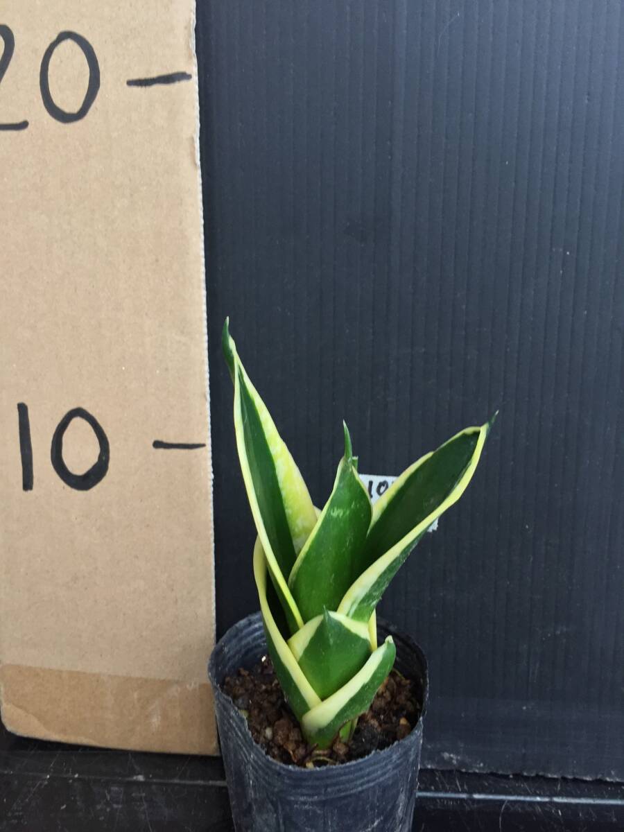 Yahoo!オークション - サンスベリア パゴダ 1018-2 育てやすく初心者向...