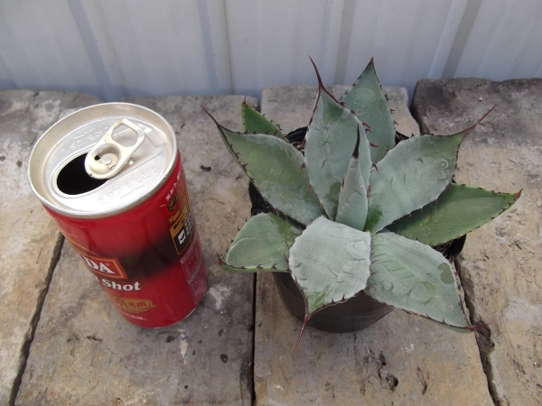 Yahoo!オークション - 現物出品【アガベ・パーリー・ホーチューエンシ...