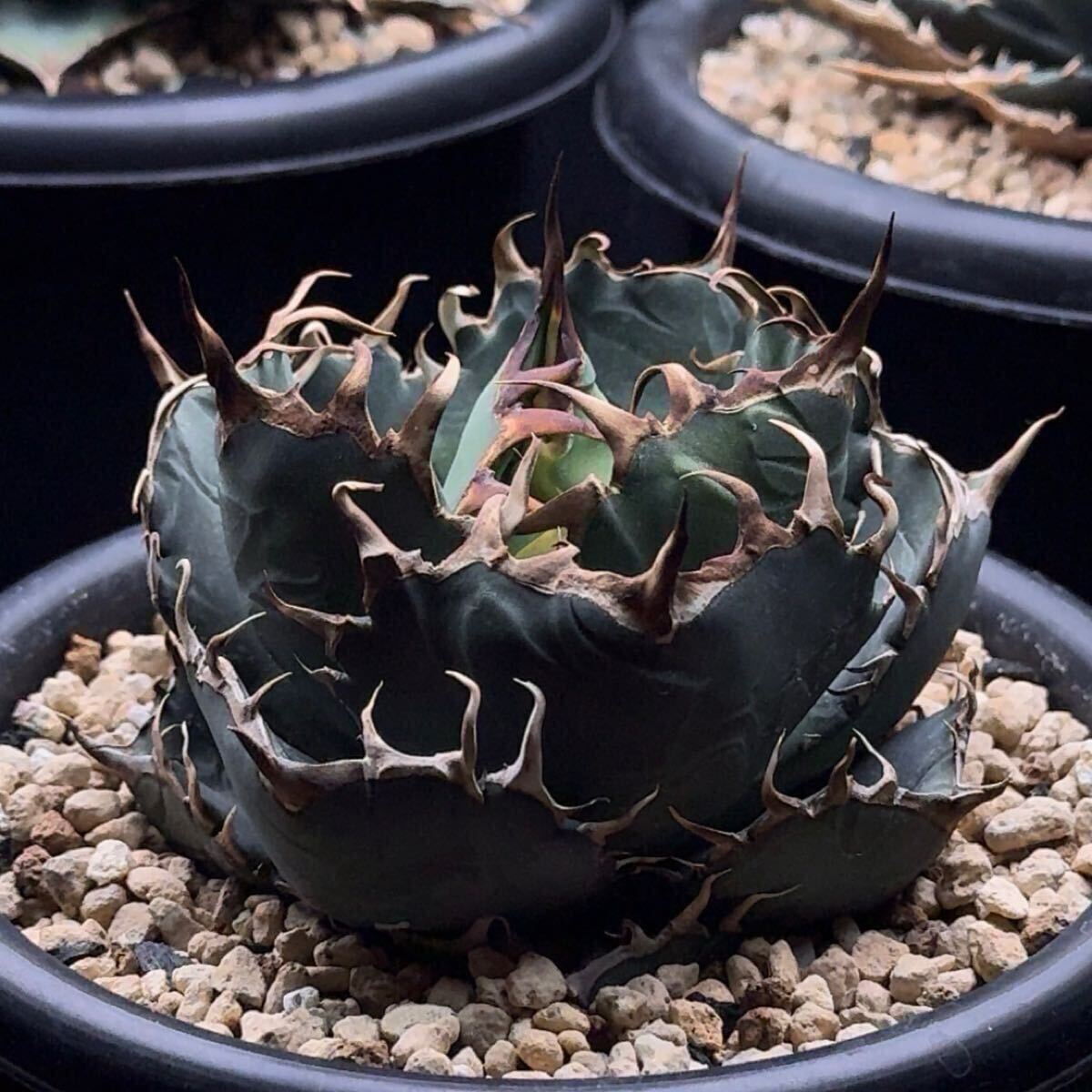 FK PLANTS Agave Oaxaca oteroi 子株 アガベ オアハカ オテロイ 子株(アガベ)｜売買されたオークション情報、yahooの商品情報をアーカイブ公開 - オークファン ...