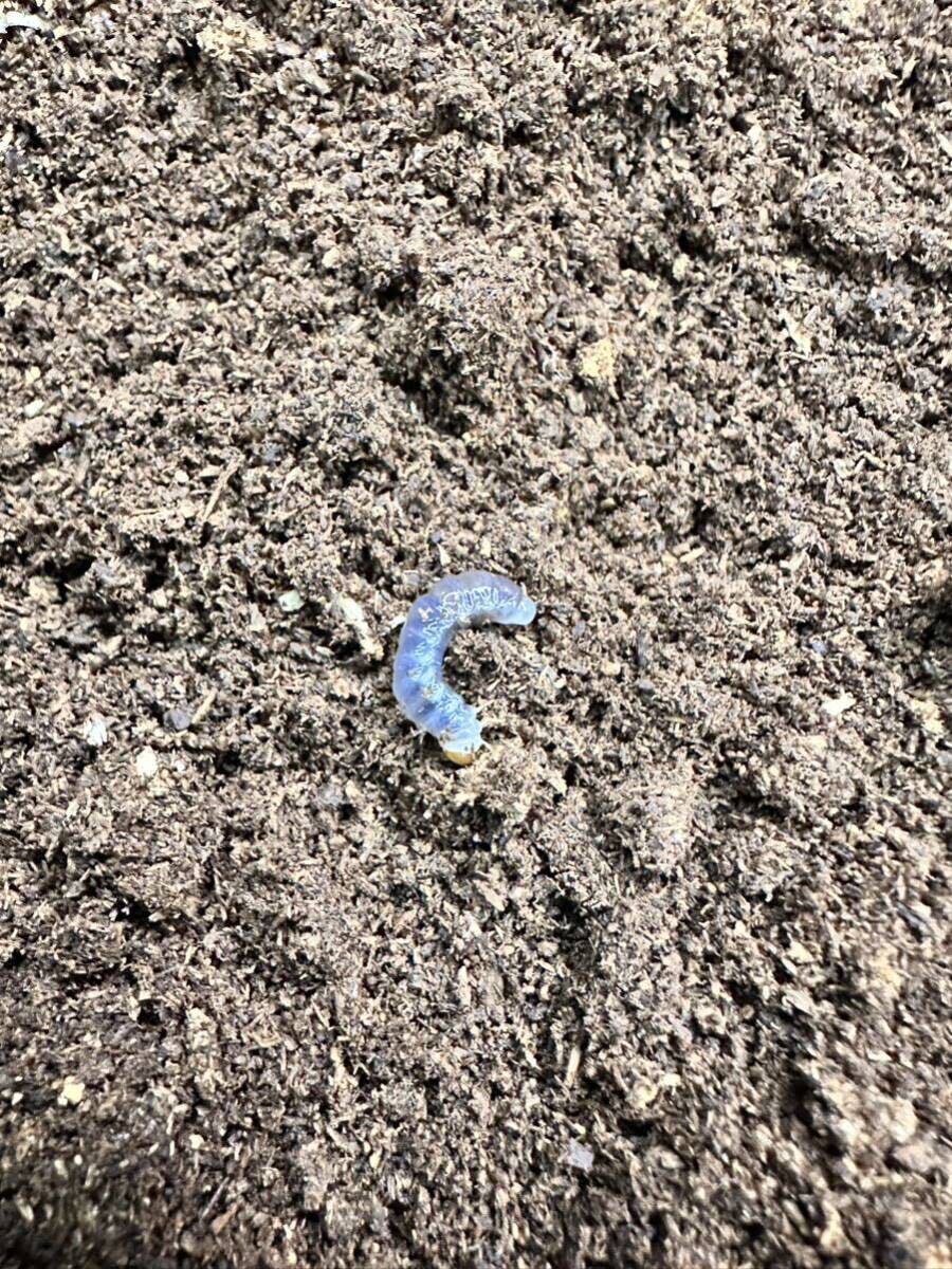 Yahoo!オークション - WF2 トクノシマノコギリ 幼虫10匹