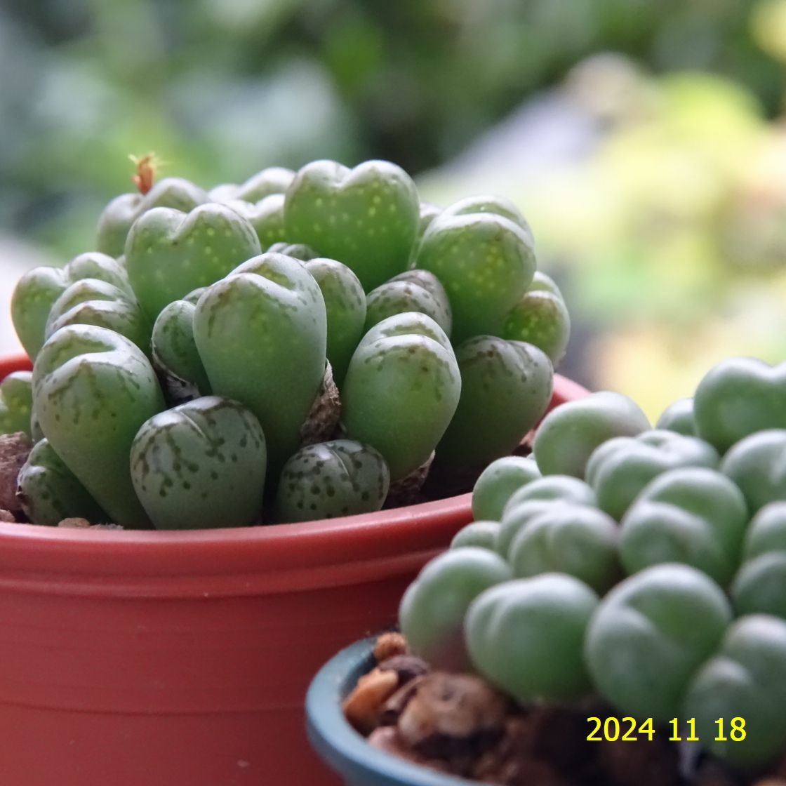 Yahoo!オークション - G327 コノフィツム2種セット【 スティピタツム ...