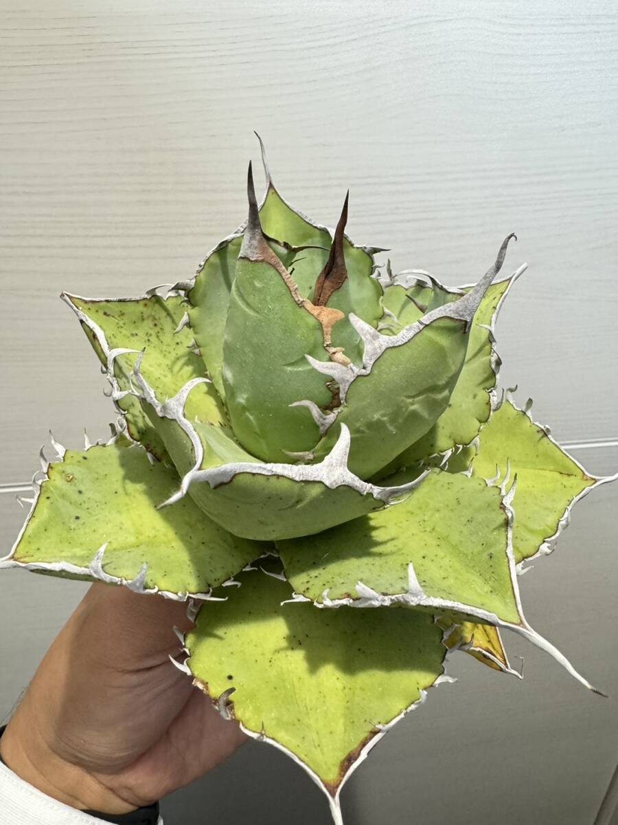 Yahoo!オークション - 【ever plants】Agave titanota 柊月（3238） チ...