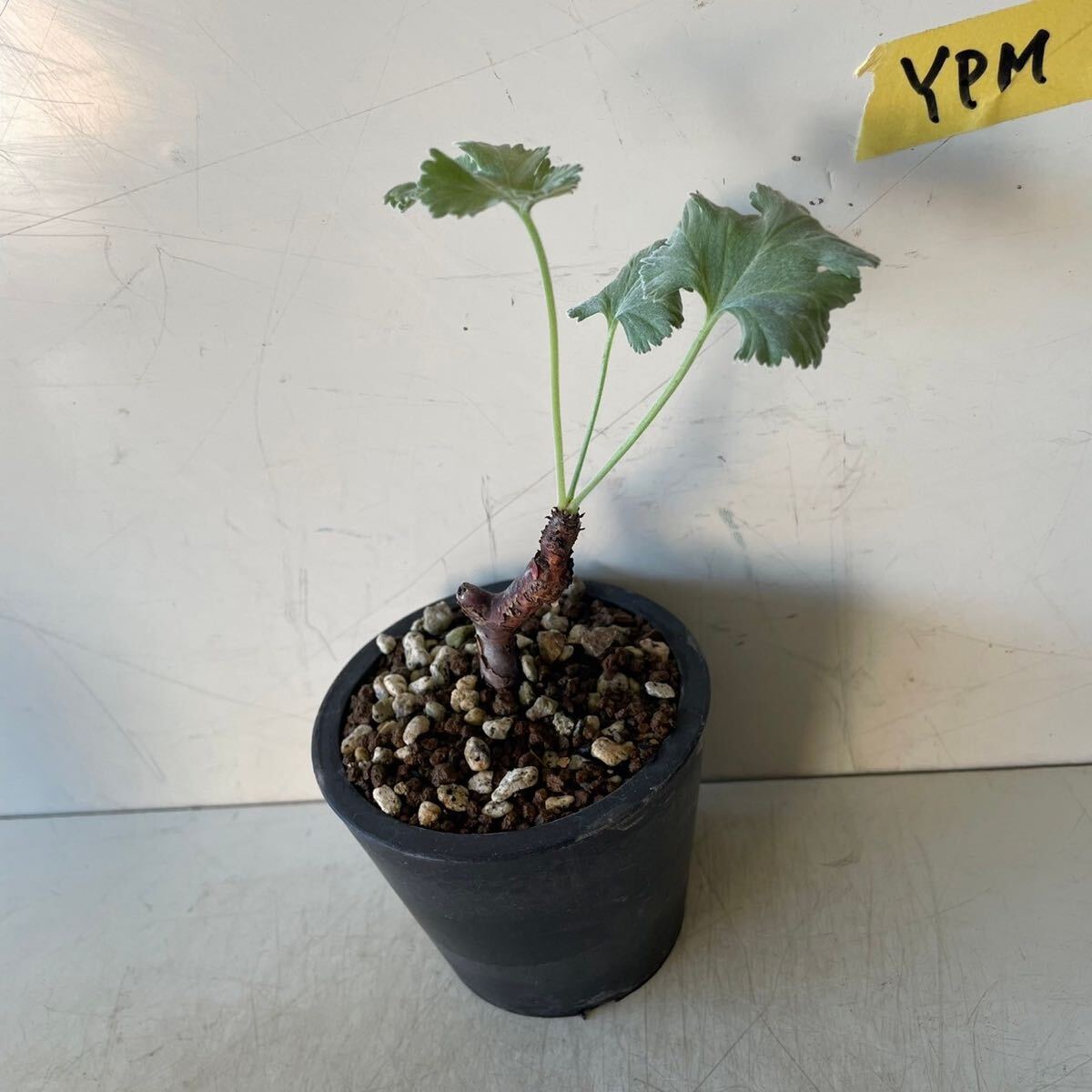 Yahoo!オークション - 発根済 ペラルゴニウム ミラビレ[YPM 06] 塊根...