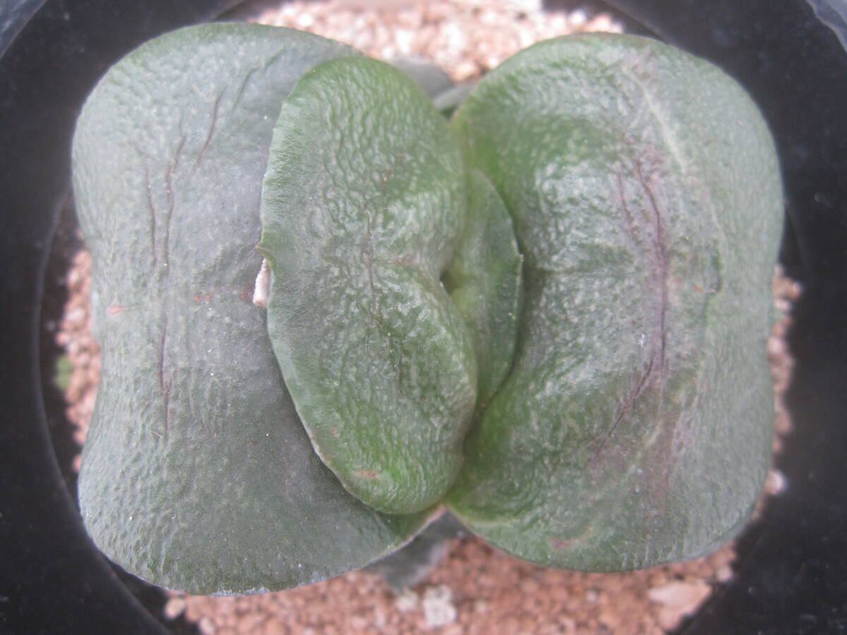 Yahoo!オークション - G．臥牛（5222） ガステリアJC07