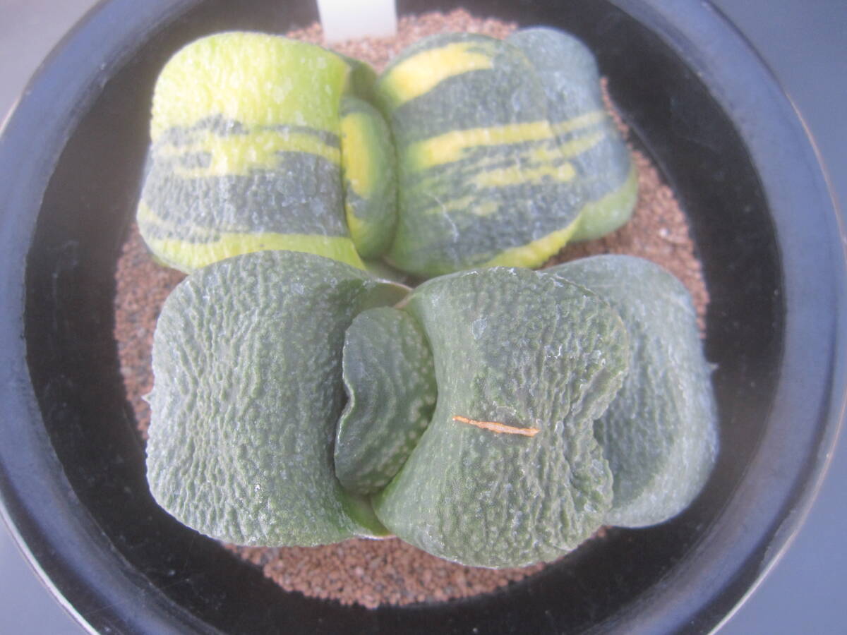 Yahoo!オークション - G．臥牛錦（SAF-1） / 2本 ガステリアLC08