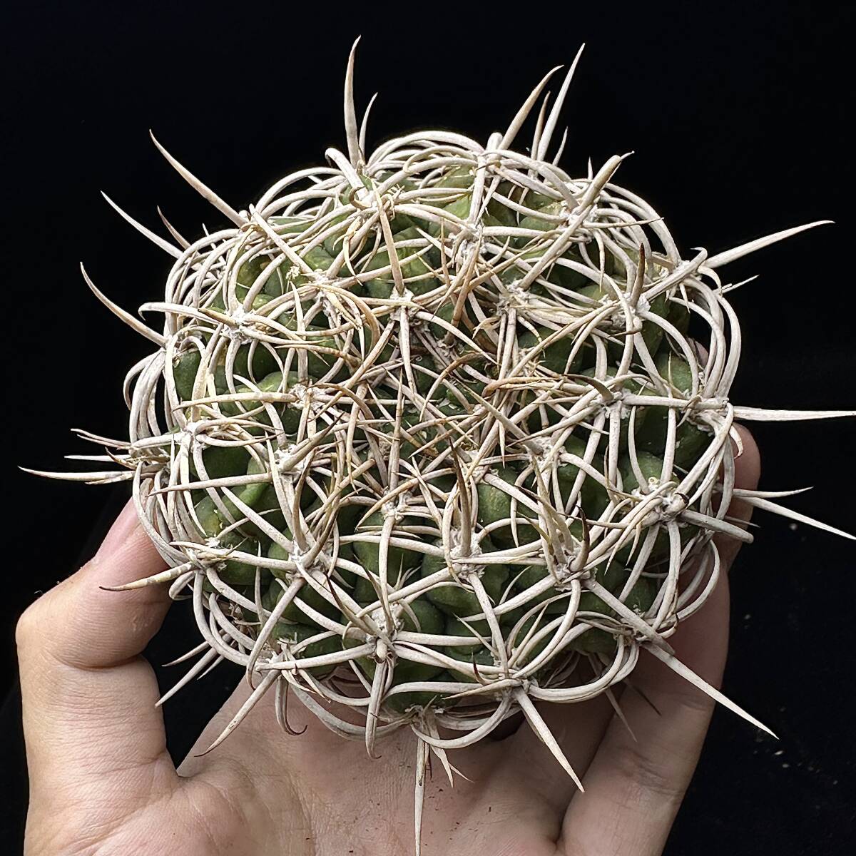 Yahoo!オークション - 85E サボテン 多肉植物 ギムノカリキュウム フェ...