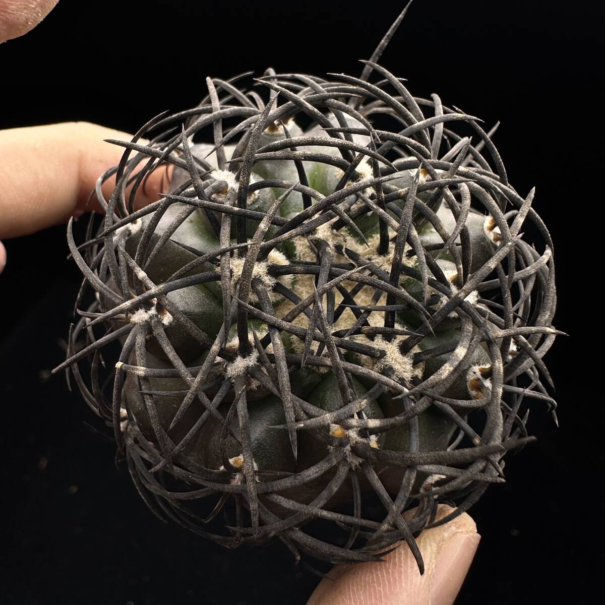 Yahoo!オークション - 435E コピアポア グリセオビオラセア 栗星玉 sp...