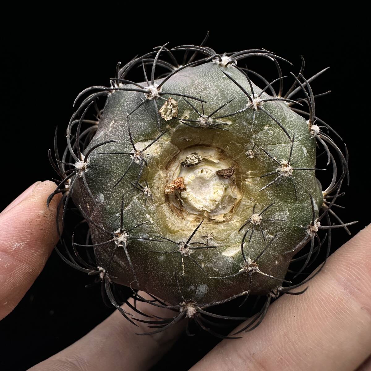 Yahoo!オークション - 435E コピアポア グリセオビオラセア 栗星玉 sp...