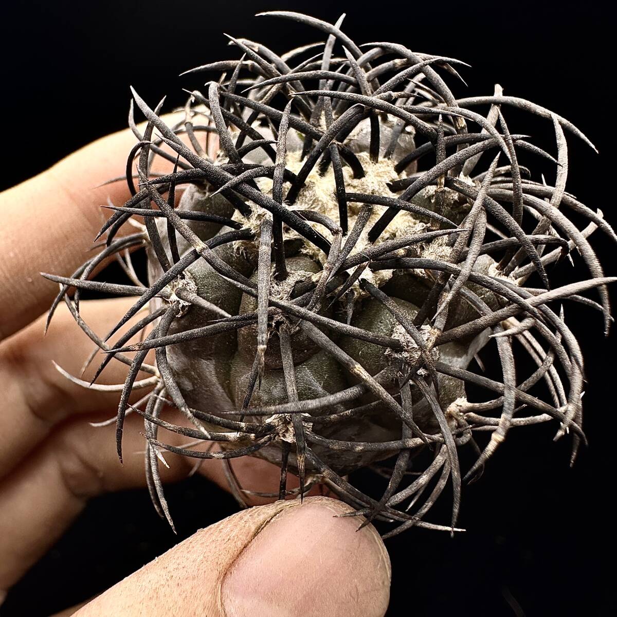 Yahoo!オークション - 643Eコピアポア グリセオビオラセア 栗星玉 spic...