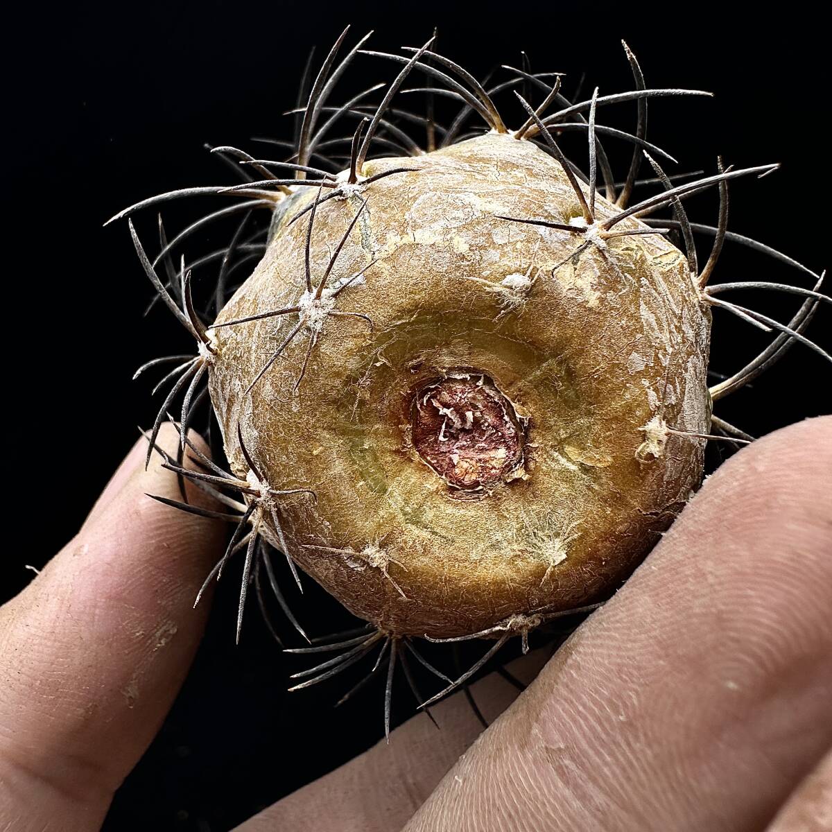 Yahoo!オークション - 643Eコピアポア グリセオビオラセア 栗星玉 spic...