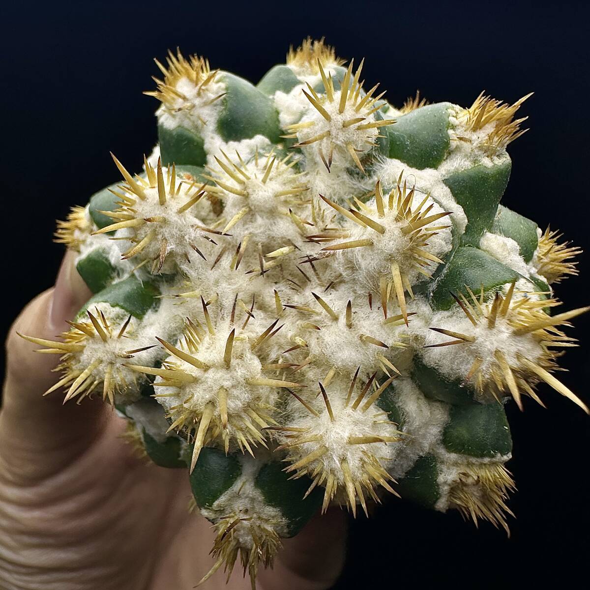 Yahoo!オークション - 698E サボテン コリファンタ 象牙丸 刺綴 Coryph...