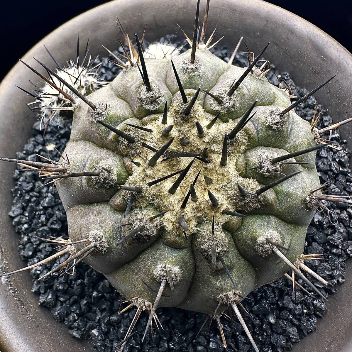 Yahoo!オークション - 750E コピアポア シネレア コルムナアルバ 孤竜...