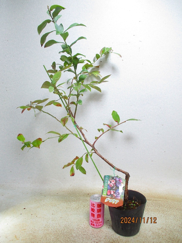 Yahoo!オークション - [野風苗木流通] ブルーベリー グロリア (11996)...