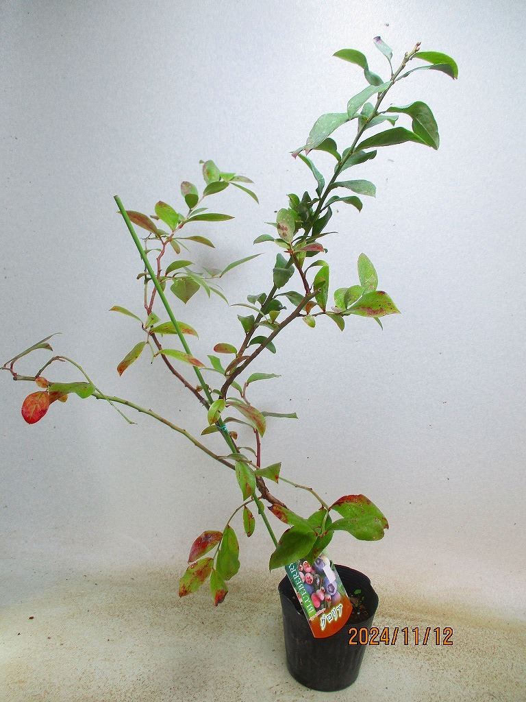 Yahoo!オークション - [野風苗木流通] ブルーベリー グロリア (11996)...