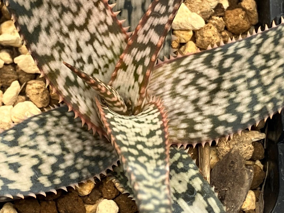 Yahoo!オークション - アロエ AMF No.1