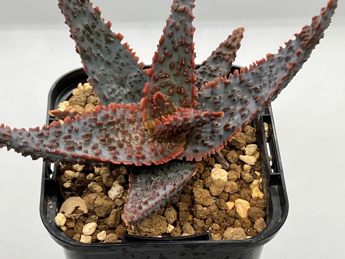 Yahoo!オークション - アロエ AMF No.3