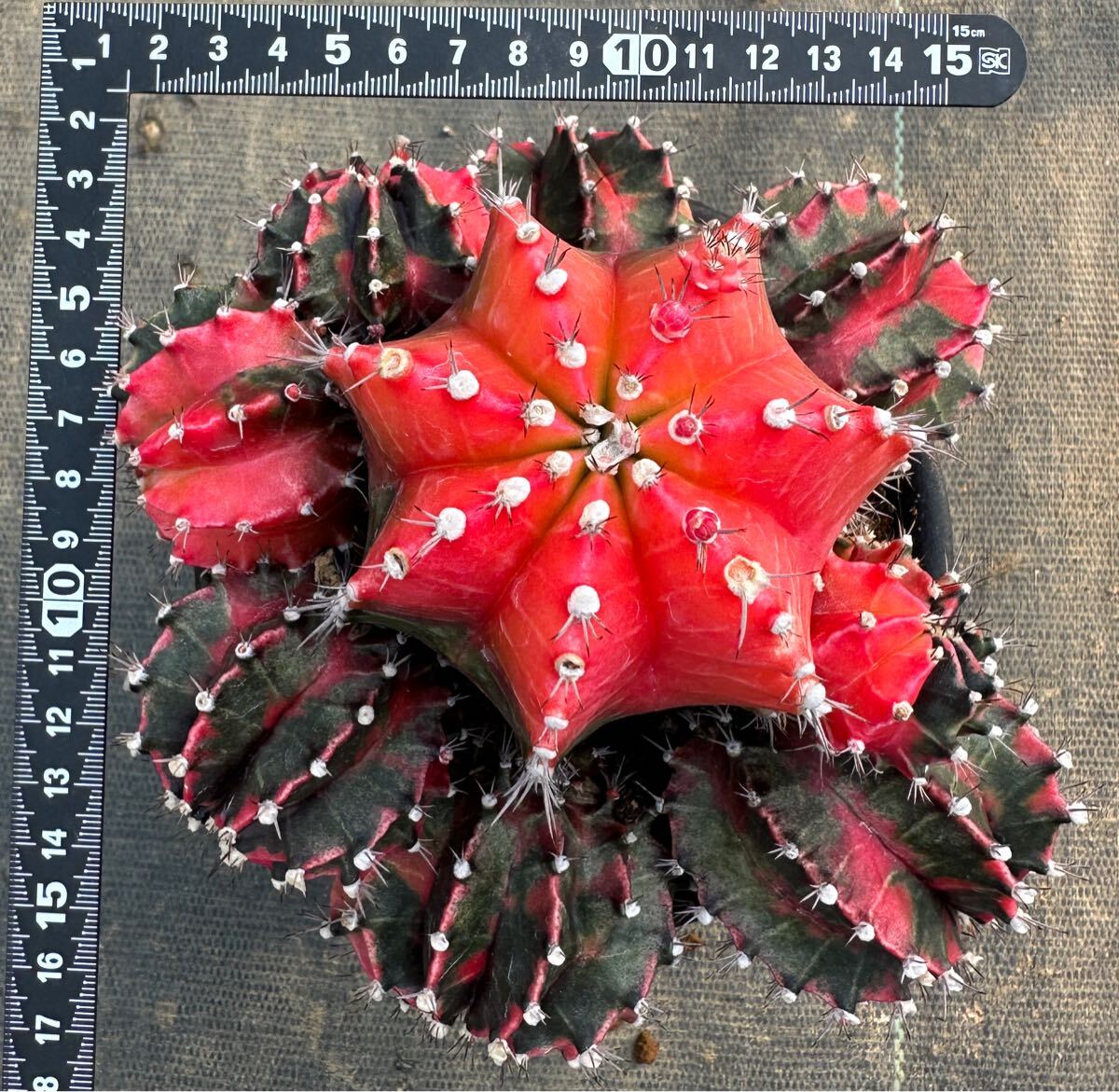 Yahoo!オークション - 緋牡丹錦 Gymnocalycium