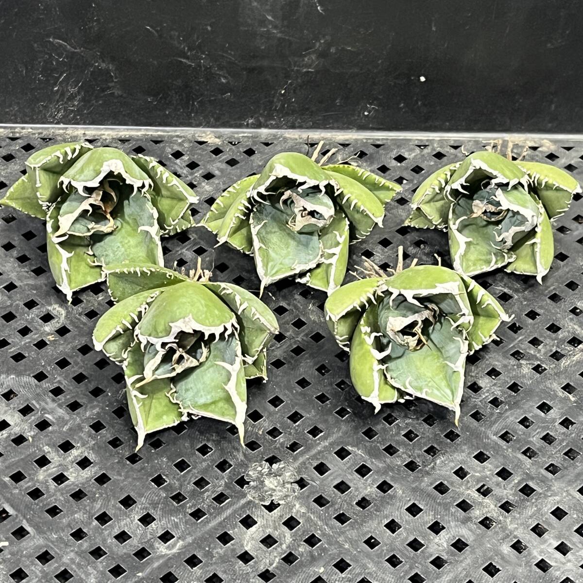 M19多肉植物アガベ チタノタ 南アフリカダイヤモンド agave titanota South Africa Diamond SAD 5株(アガベ)｜売買されたオークション情報、yahooの ...