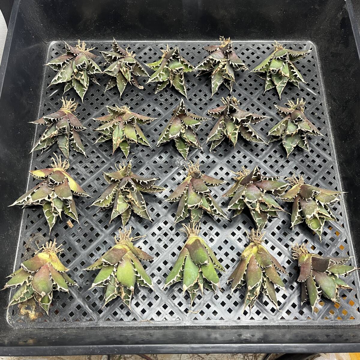 Yahoo!オークション - M26多肉植物アガベ チタノタ 凱撒 シーザー agav...