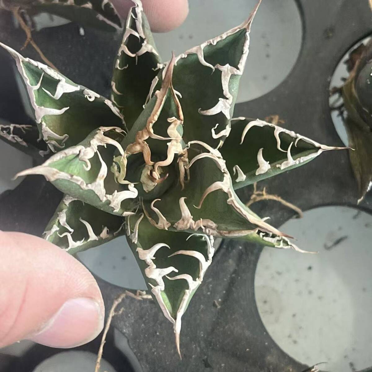 Yahoo!オークション - M28多肉植物アガベ チタノタ 凱撒 シーザー agav...