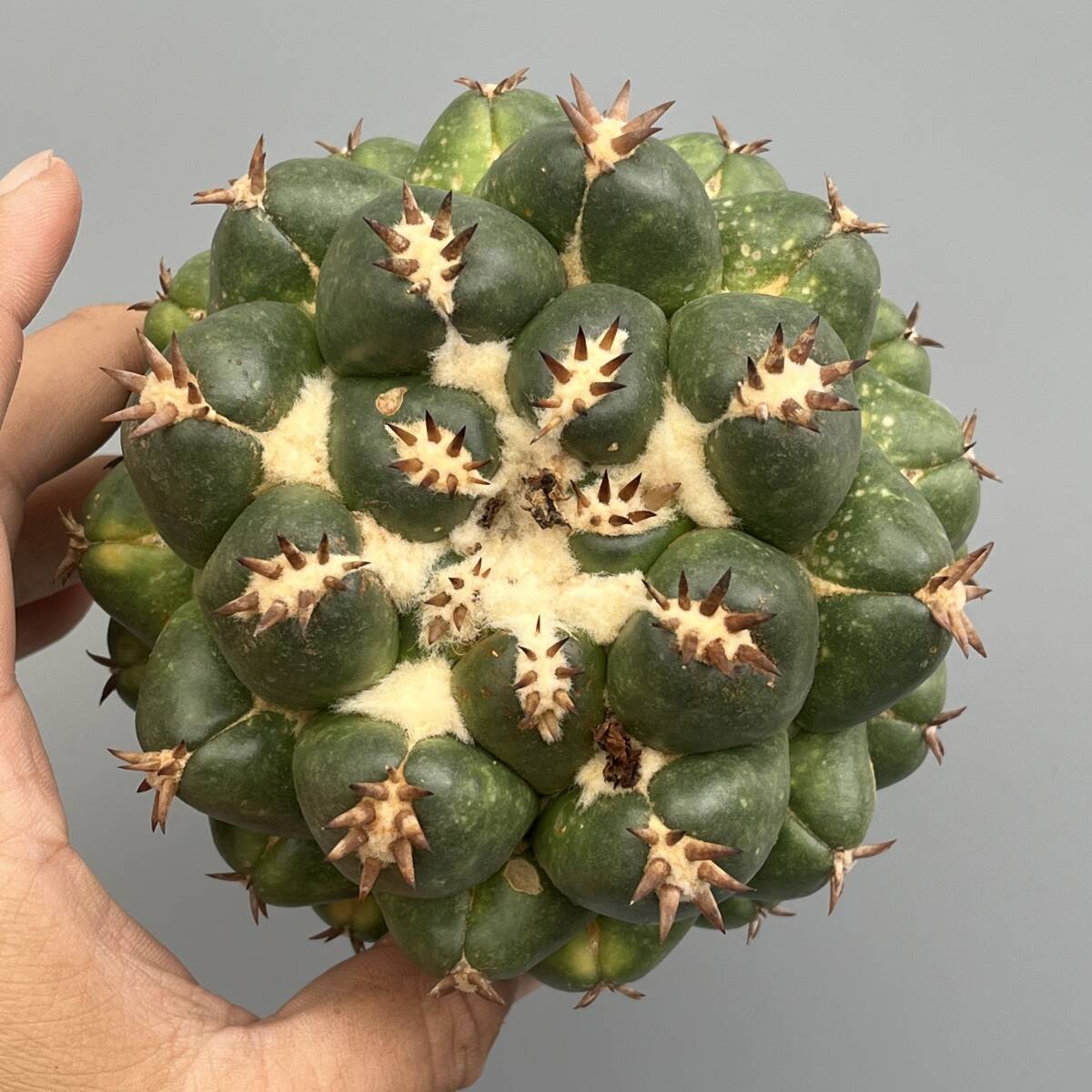 Yahoo!オークション - N19短刺象牙丸 コリファンタ サボテン 多肉植物