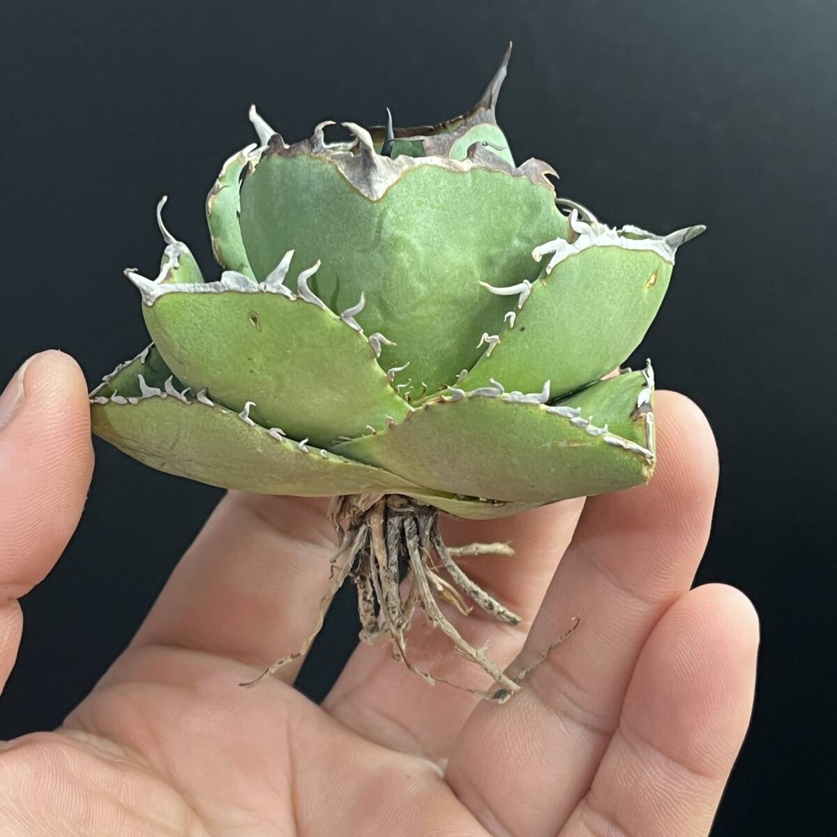 Yahoo!オークション - P93アガベ チタノタ ジャガーノート 純血 精選優...