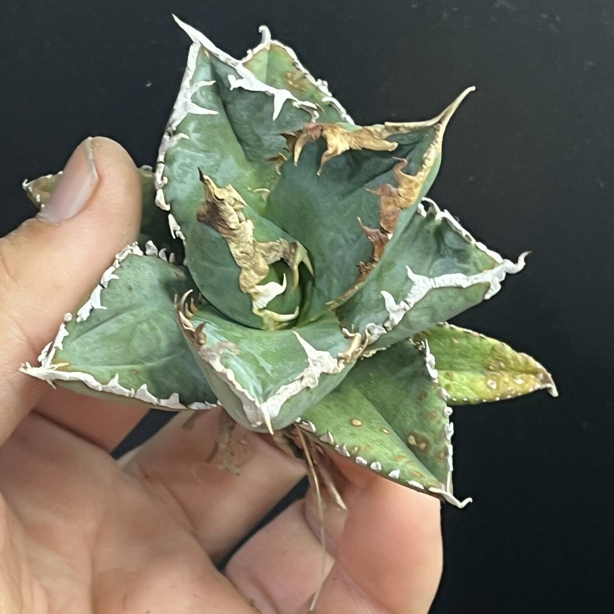 Yahoo!オークション - P74 特選 アガベ 多肉植物 チタノタ 狼人 超絶狂...