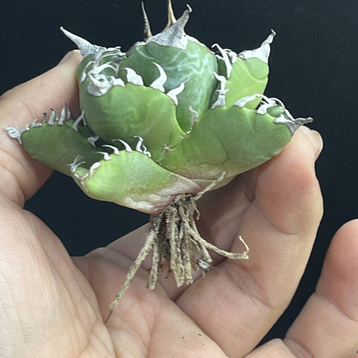 Yahoo!オークション - P89多肉植物 アガベ チタノタ 魔丸 陽炎 子株 ...