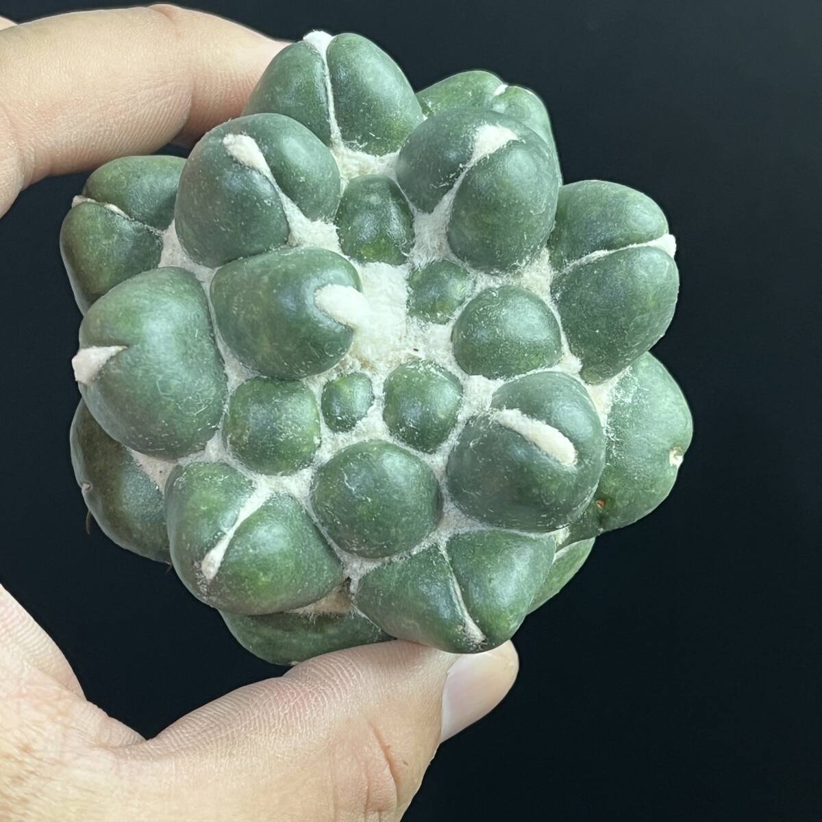 Yahoo!オークション - R27棘無し 象牙丸 サボテン 多肉植物 コリファン...