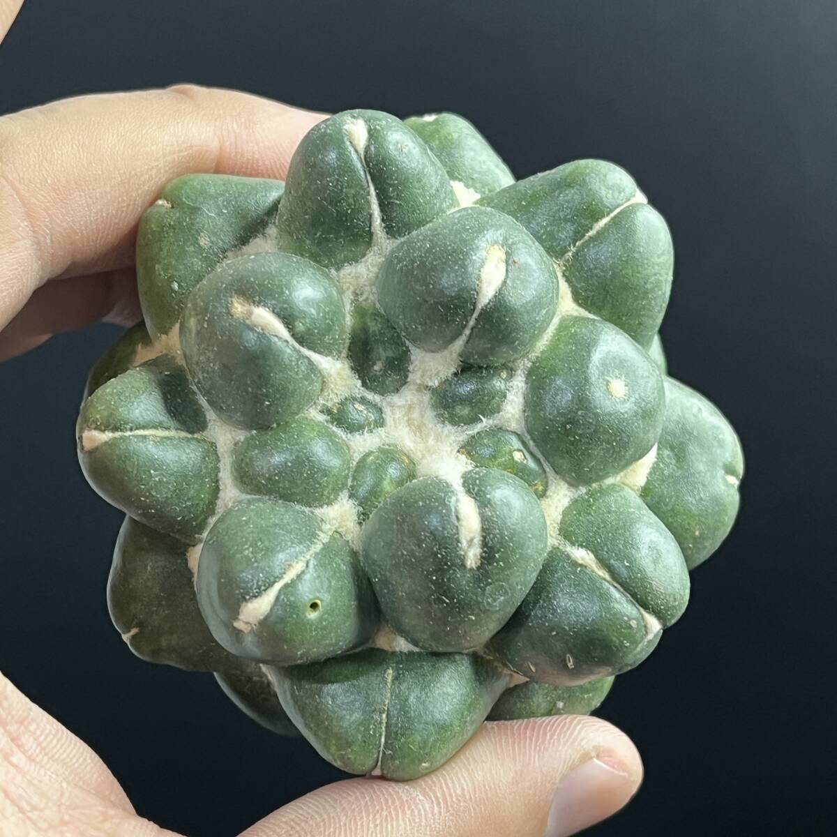 Yahoo!オークション - R27棘無し 象牙丸 サボテン 多肉植物 コリファン...