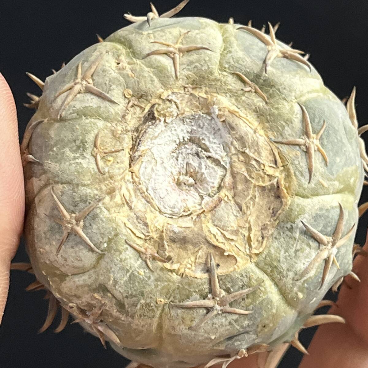 Yahoo!オークション - R38短刺天平丸 サボテン 多肉植物 ギムノカリキ...