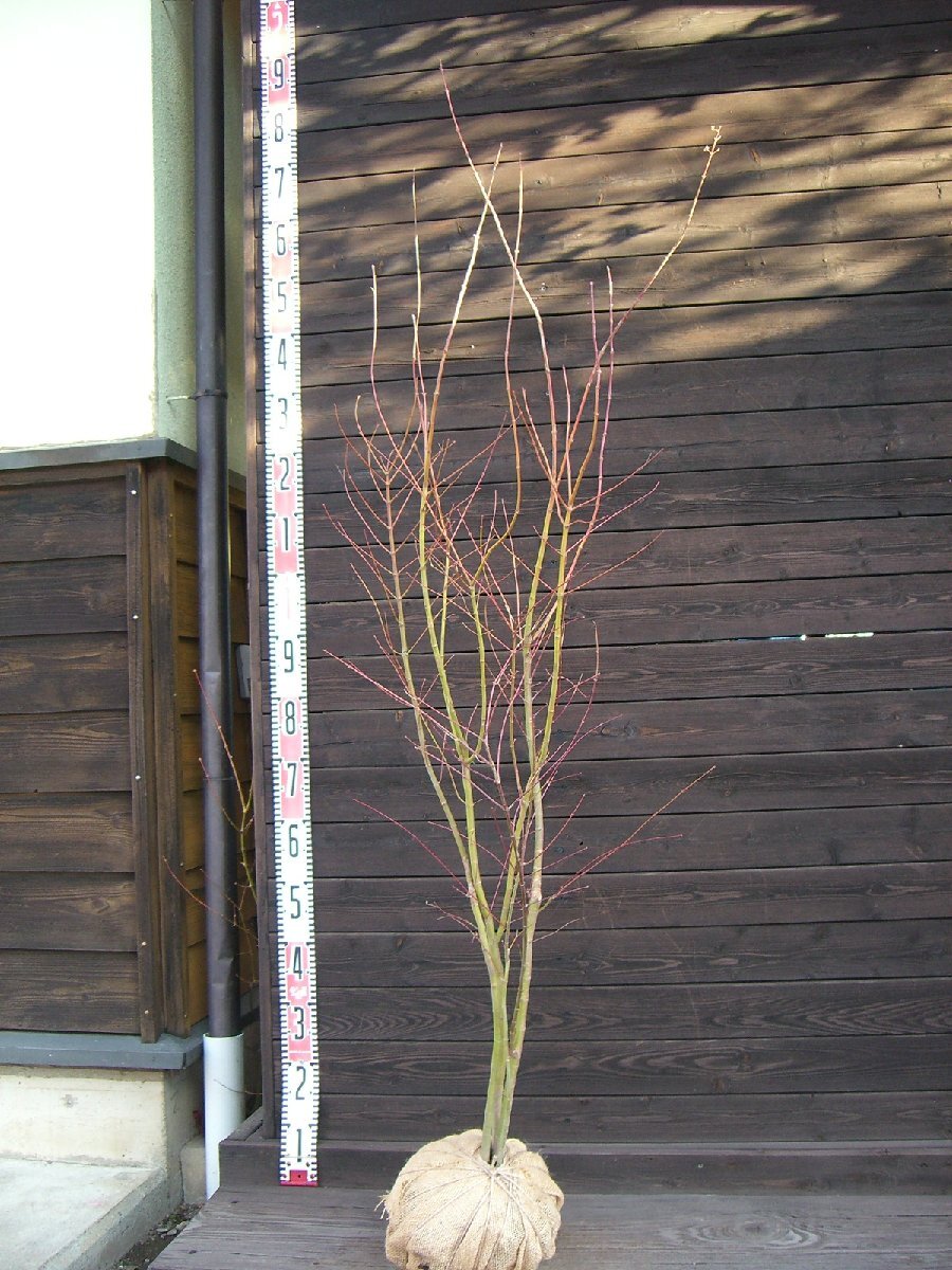 イロハモミジ 株立(植木、庭木)｜売買されたオークション情報、yahooの商品情報をアーカイブ公開 - オークファン（aucfan.com）