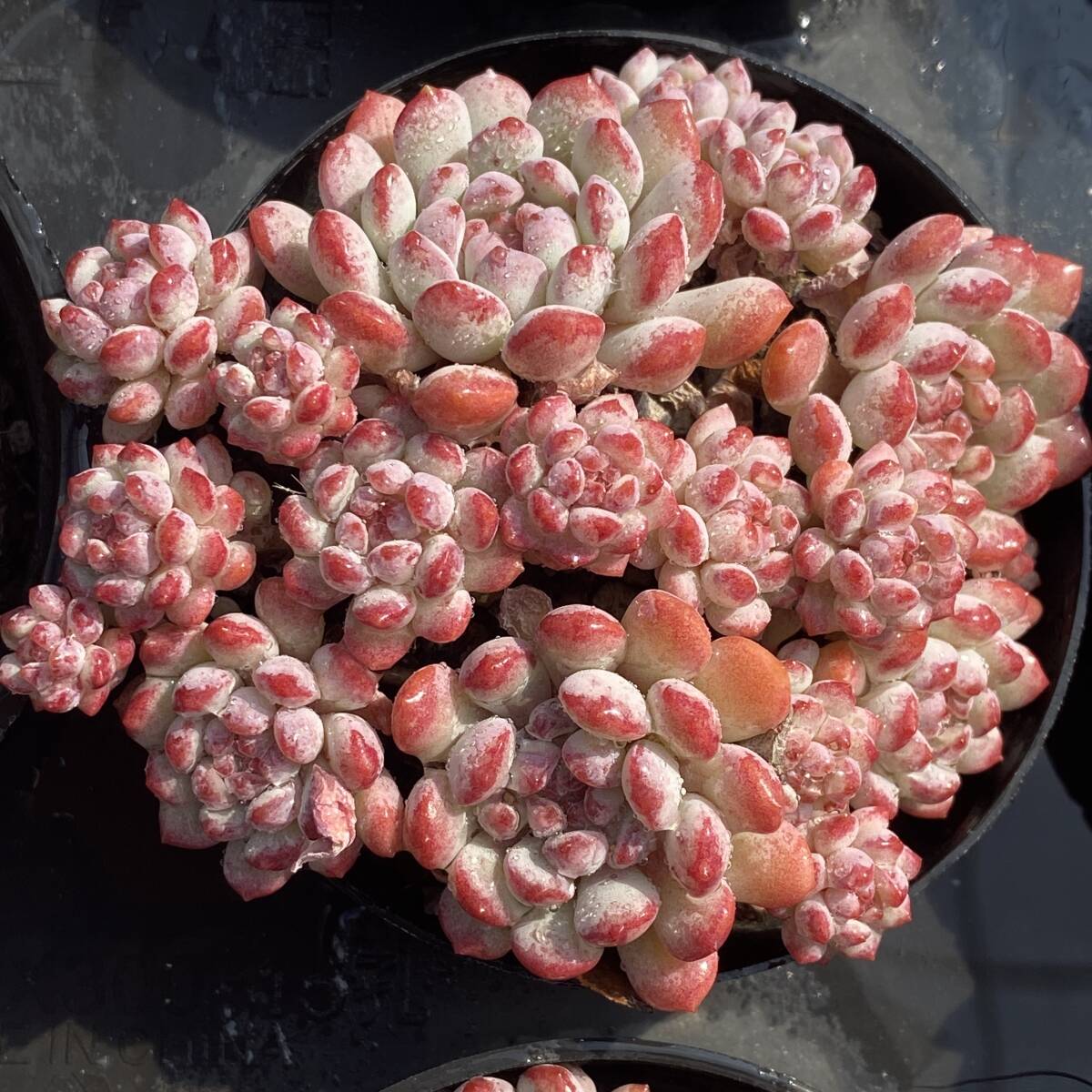 Yahoo!オークション - 新入荷 萌豆 X357-1 26苗 多肉植物 カット苗 エ...