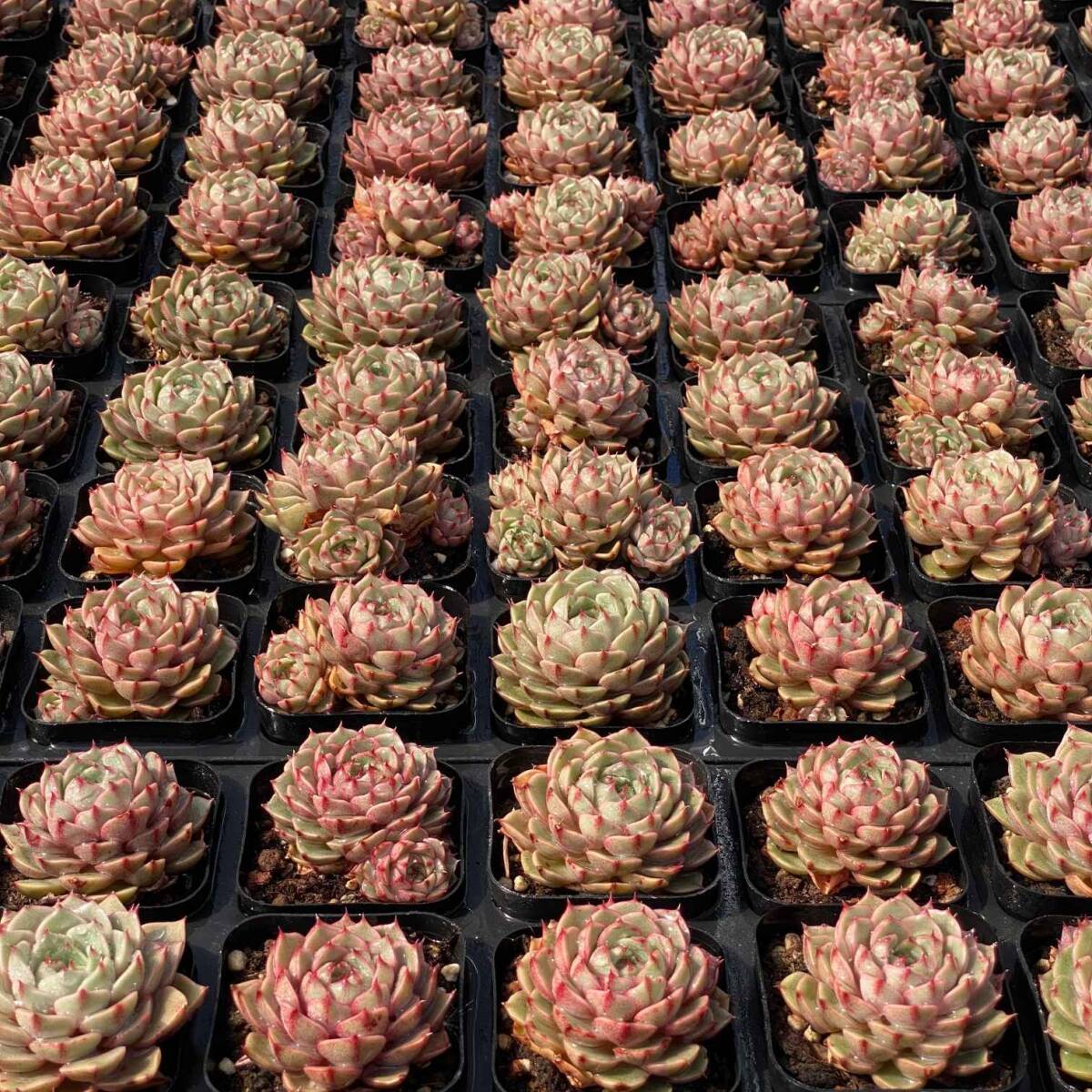 Yahoo!オークション - 新入荷 スポット A407-1 48苗 多肉植物 カット苗...