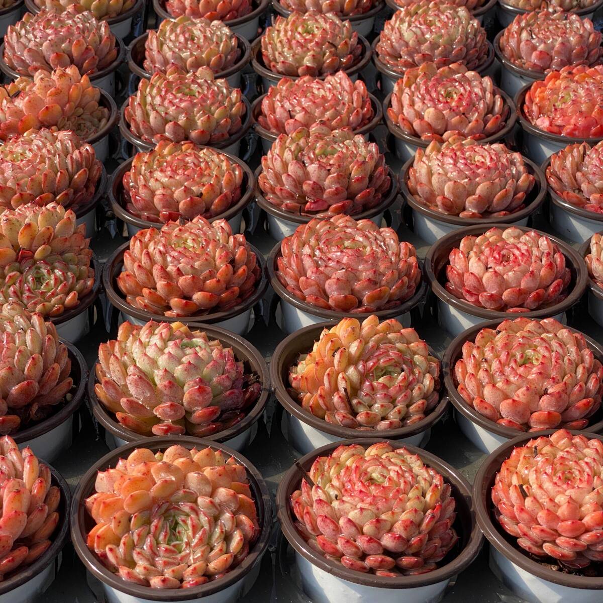 Yahoo!オークション - 新入荷 ホーニー A383-3 24苗 多肉植物 カット苗...