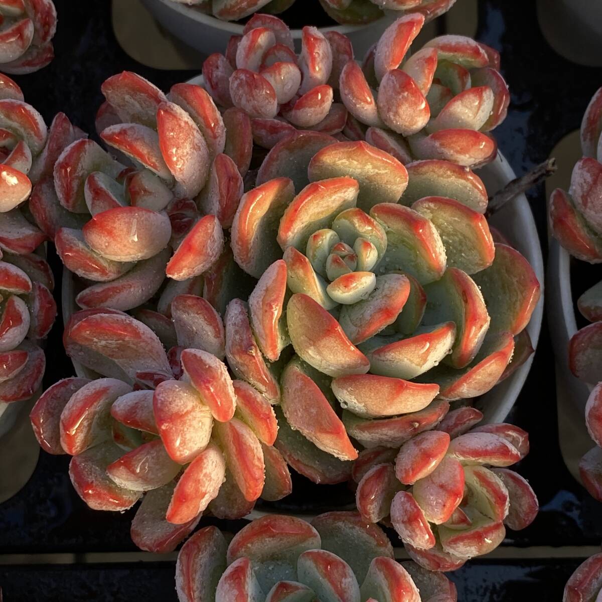 Yahoo!オークション - 新入荷 ピンクホワイトムーンライト A322-3 30苗...