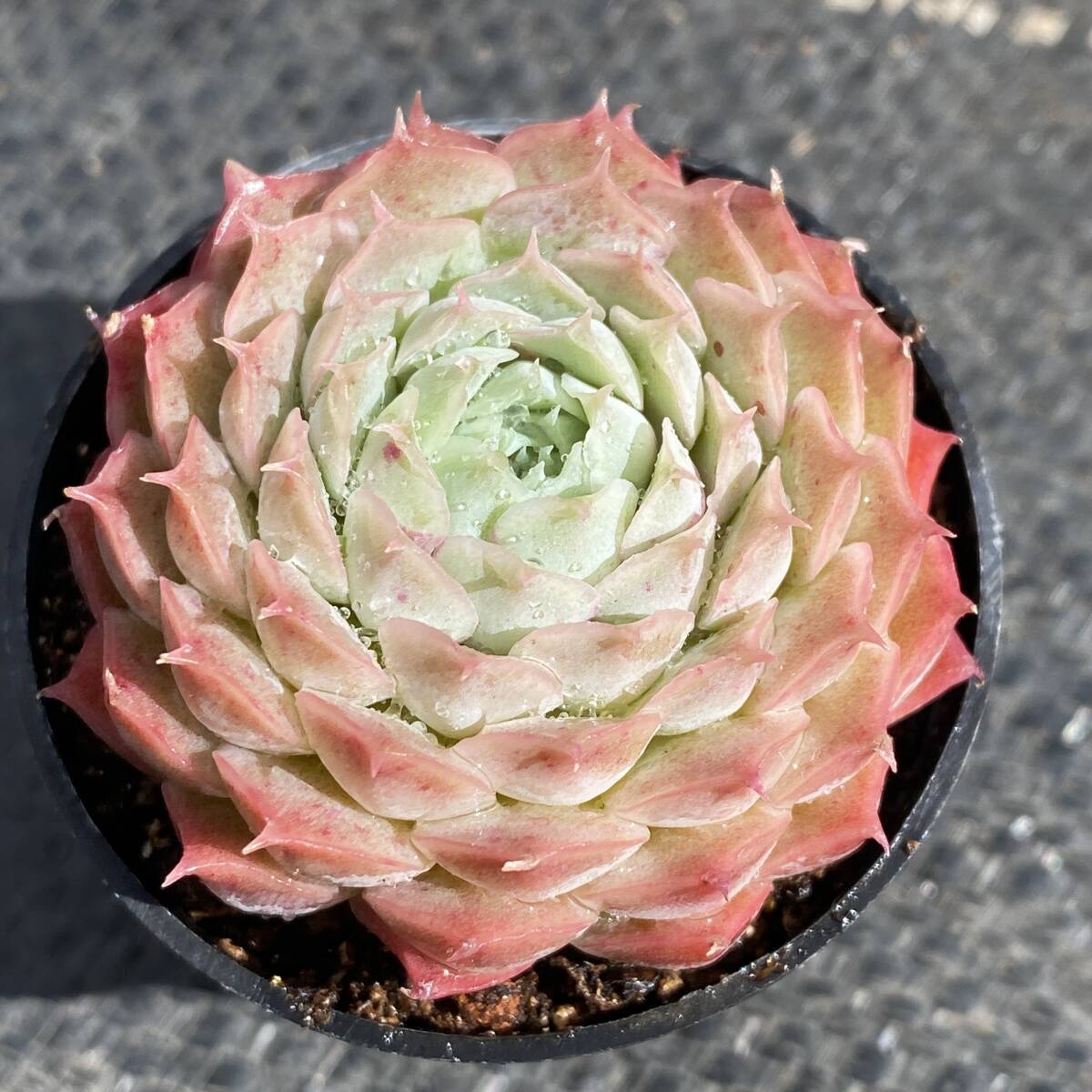 Yahoo!オークション - 新入荷 セメントソング A302-3 63苗 多肉植物 カ...