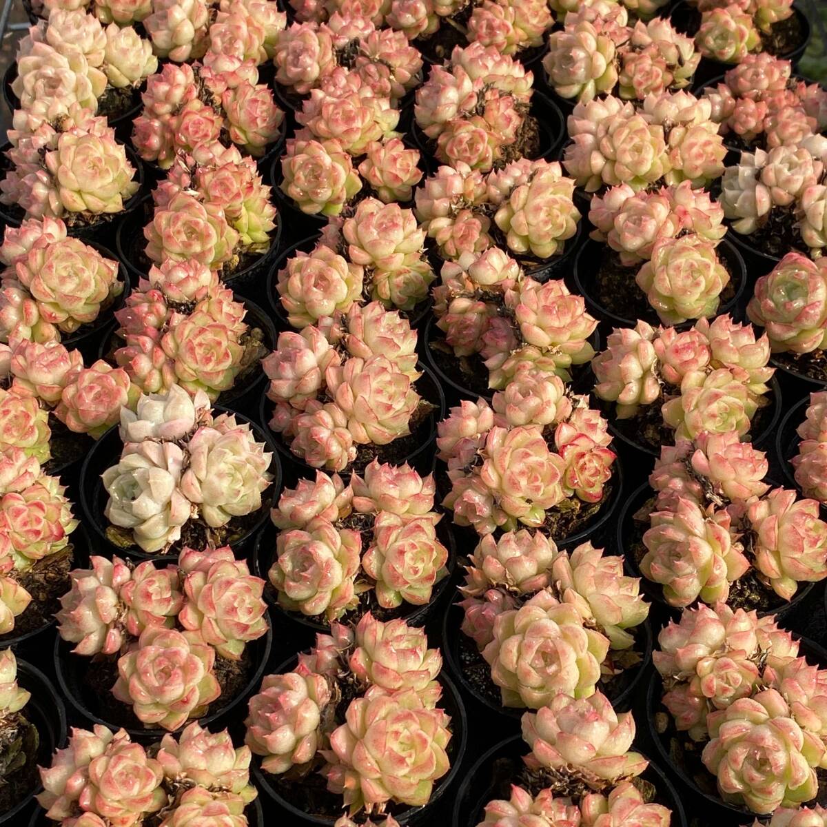 Yahoo!オークション - 新入荷 麦わらの女王 C359-1 58苗 多肉植物 カッ...